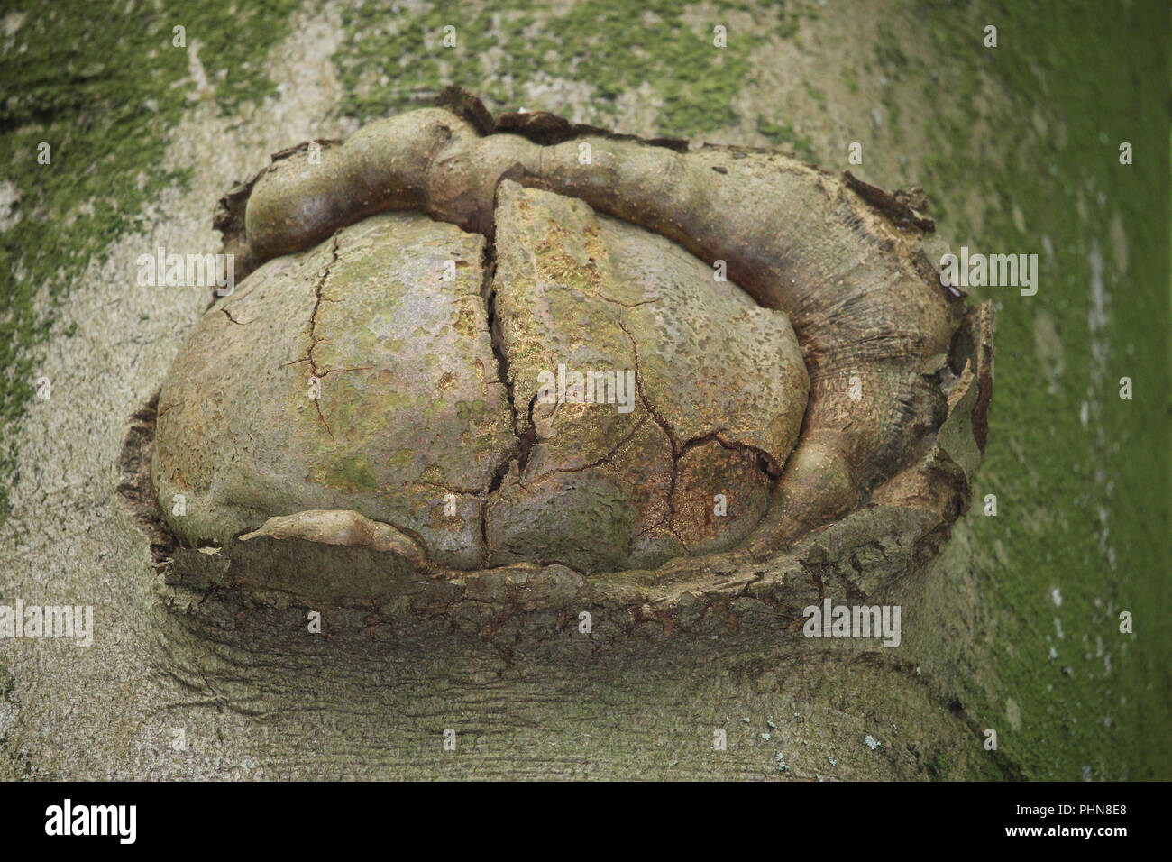 Tree disease hi-res stock photography and images - Alamy