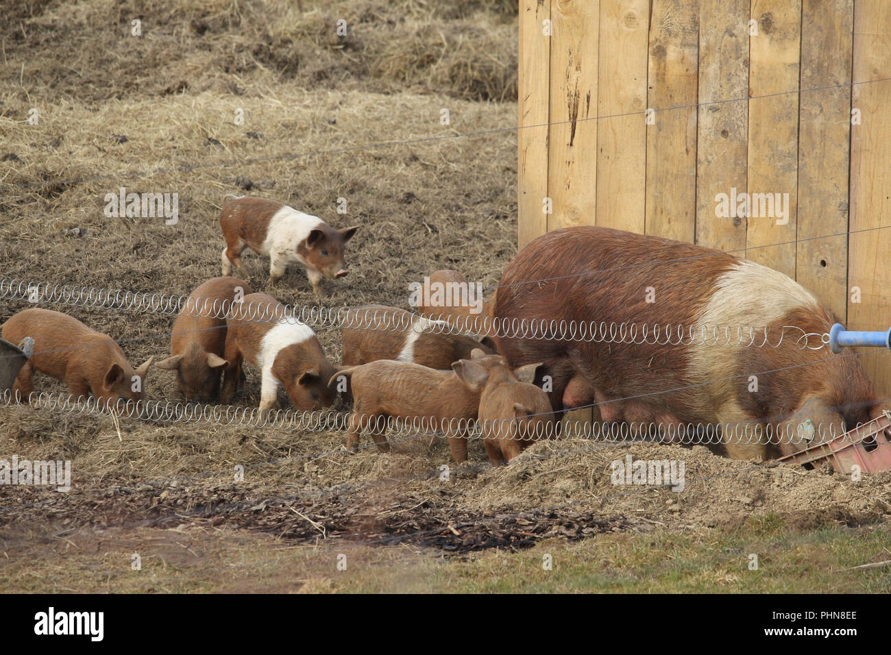 Angeln saddleback hi-res stock photography and images - Alamy