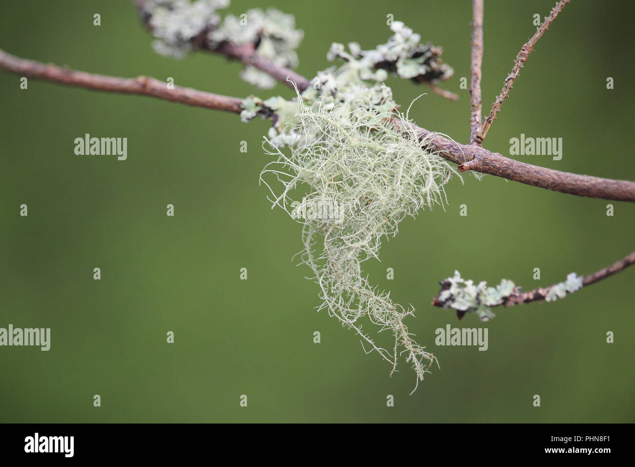 Usnea hi-res stock photography and images - Alamy