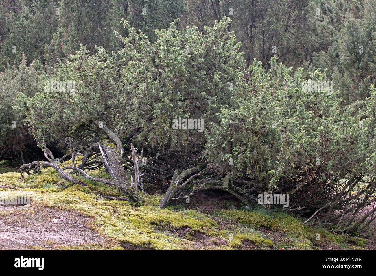 Fauna flora habitat gebiet hi-res stock photography and images - Alamy