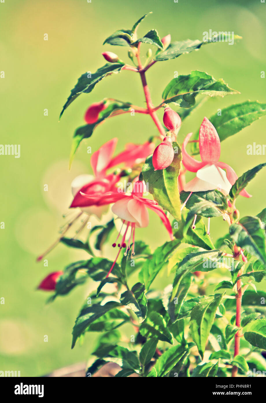 red fuchsia flowers Stock Photo - Alamy