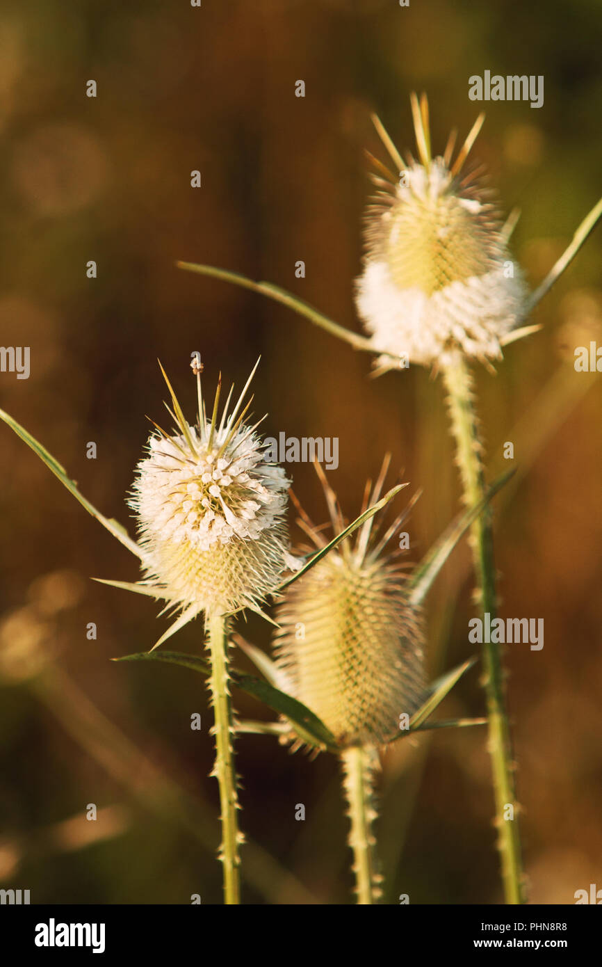Burdocks High Resolution Stock Photography and Images - Alamy