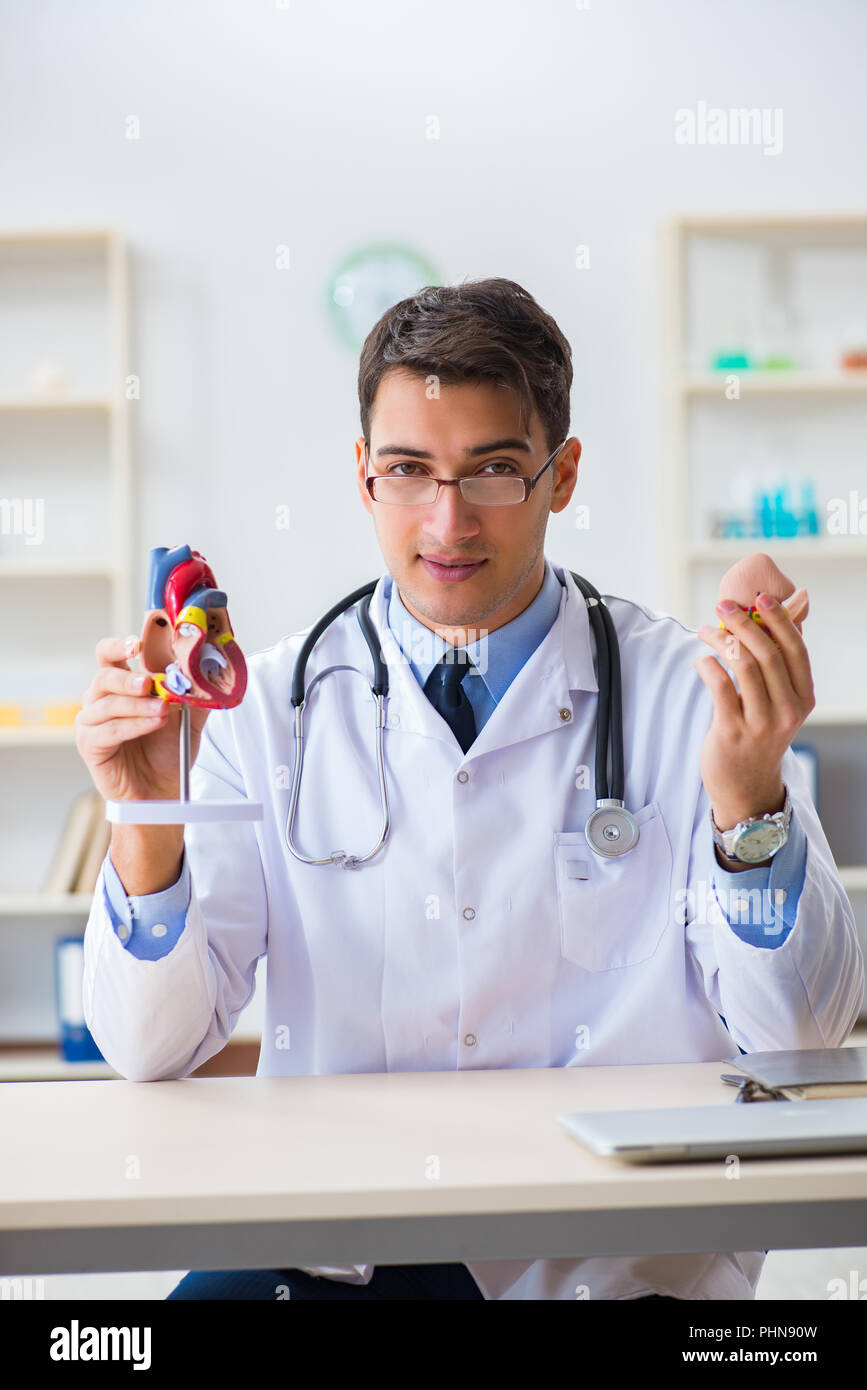 Doctor heart disease model hi-res stock photography and images - Alamy