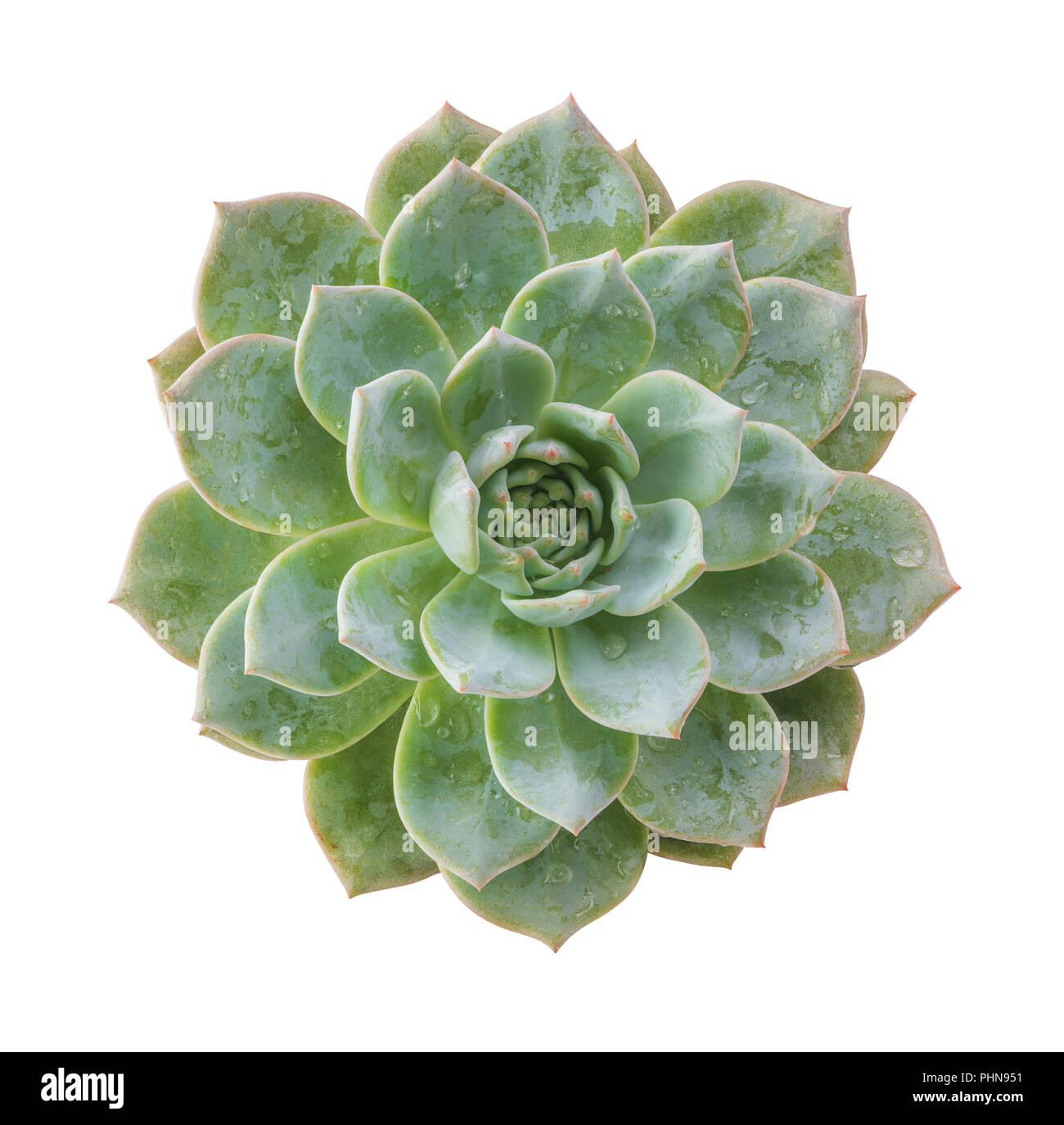 Isolated top Cut Out Stock Images & Pictures - Alamy