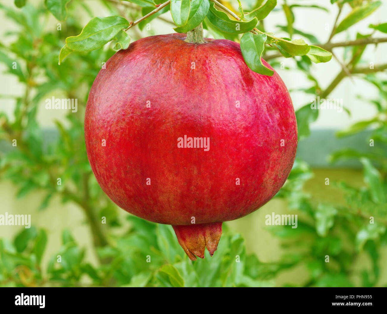 Ripe red colorful pomegranate fruit Stock Photo - Alamy