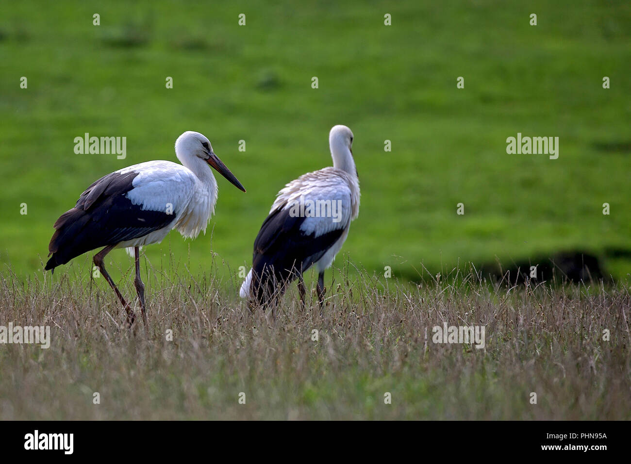 White stork in the wild Stock Photo - Alamy