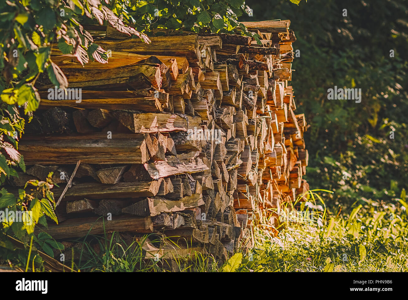 Stack of woods in the forest Stock Photo - Alamy
