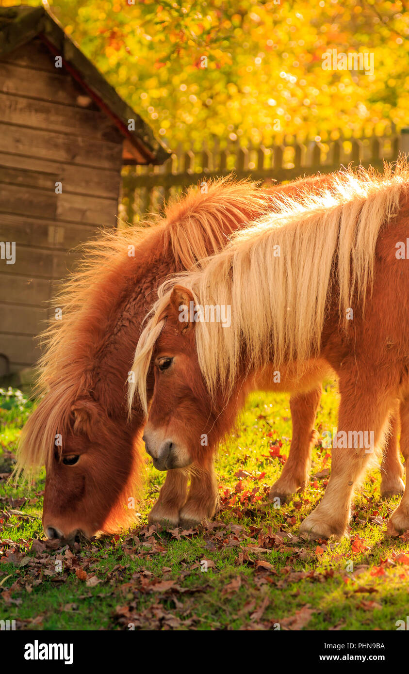 Two little brown ponies Stock Photo - Alamy