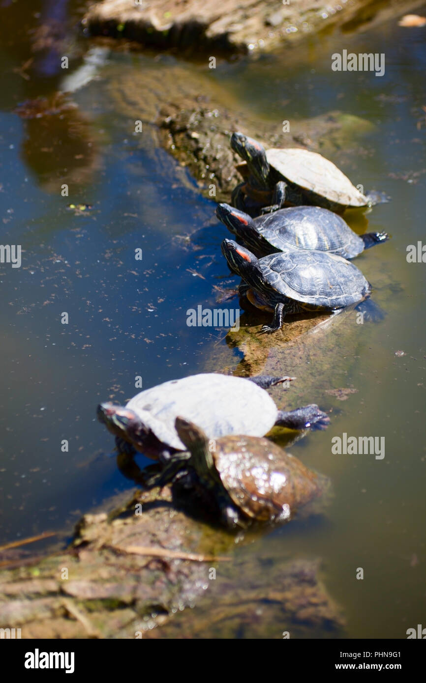 Predator turtle hi-res stock photography and images - Alamy