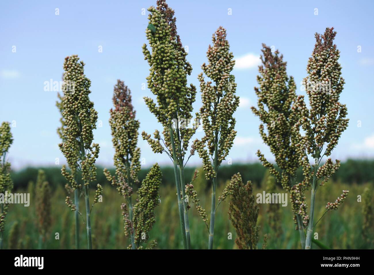 Millet field hi-res stock photography and images - Alamy