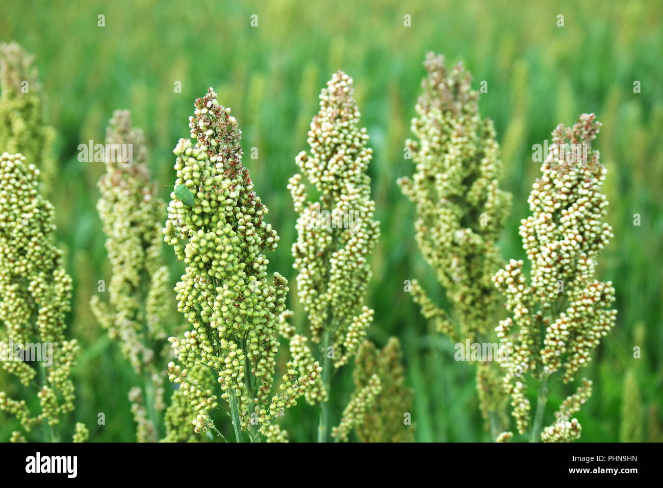 Millet field hi-res stock photography and images - Alamy