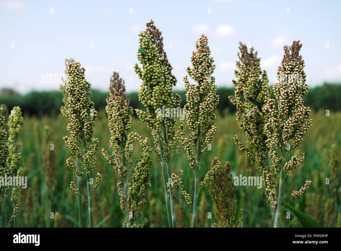 Millet field hi-res stock photography and images - Alamy