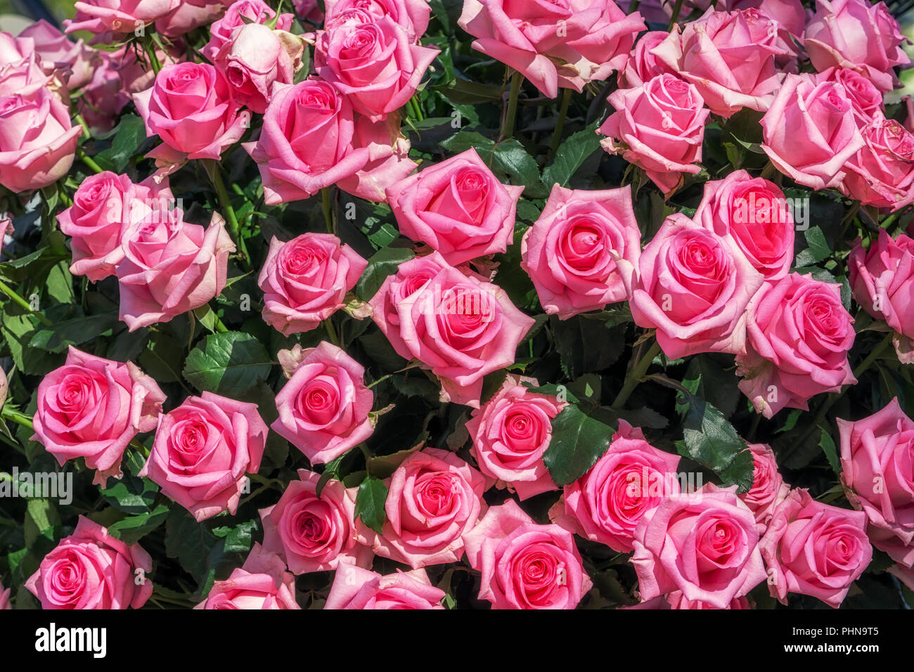 blooming pink flowers Stock Photo - Alamy