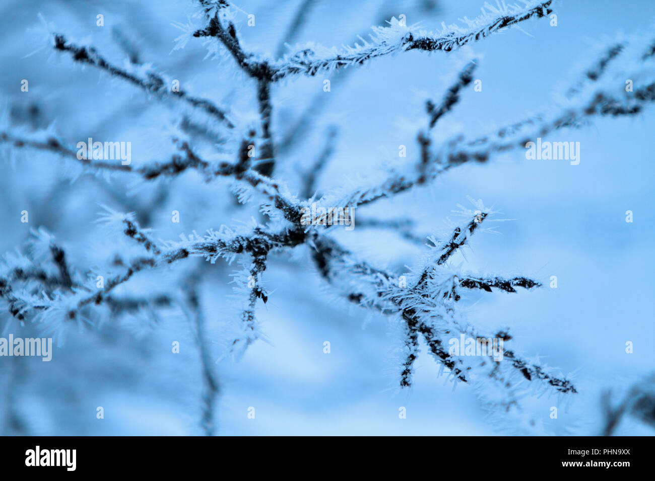 hoarfrost on tree branches Stock Photo - Alamy