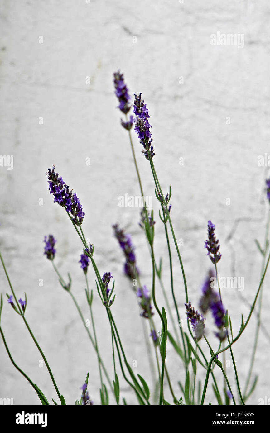 Beautiful aromatic lavender flowers hi-res stock photography and images ...