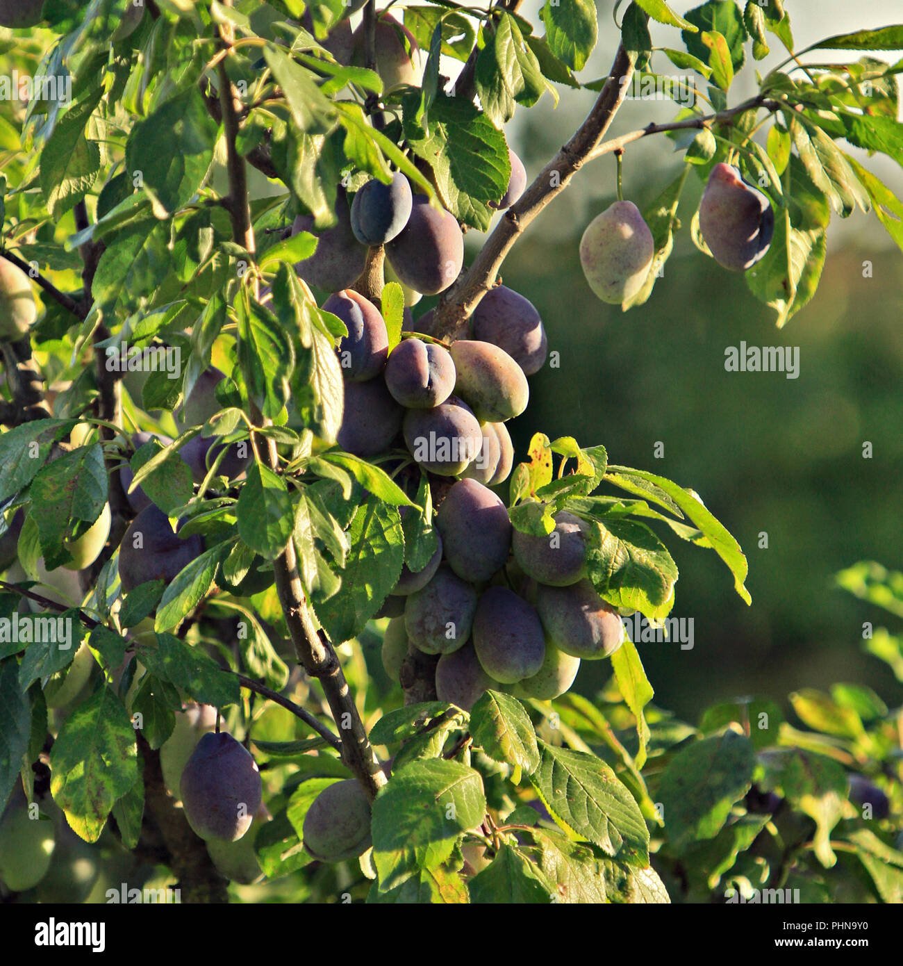 Plum tree autumn hi-res stock photography and images - Alamy