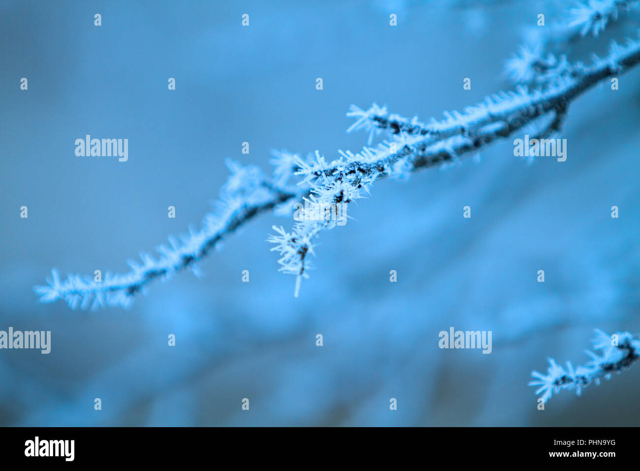 Snowfall on tree hi-res stock photography and images - Alamy