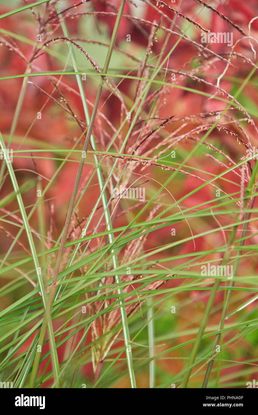 Colorful grass hi-res stock photography and images - Alamy