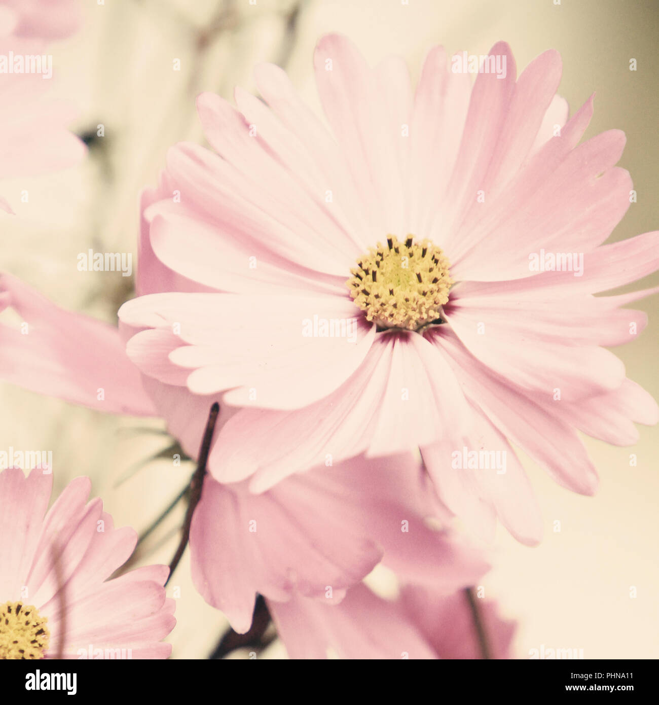 Beautiful cosmos hi-res stock photography and images - Alamy