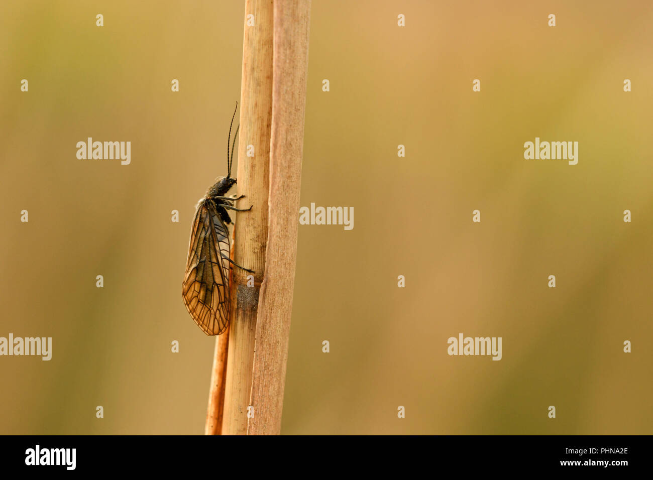 Common alderfly hi-res stock photography and images - Alamy