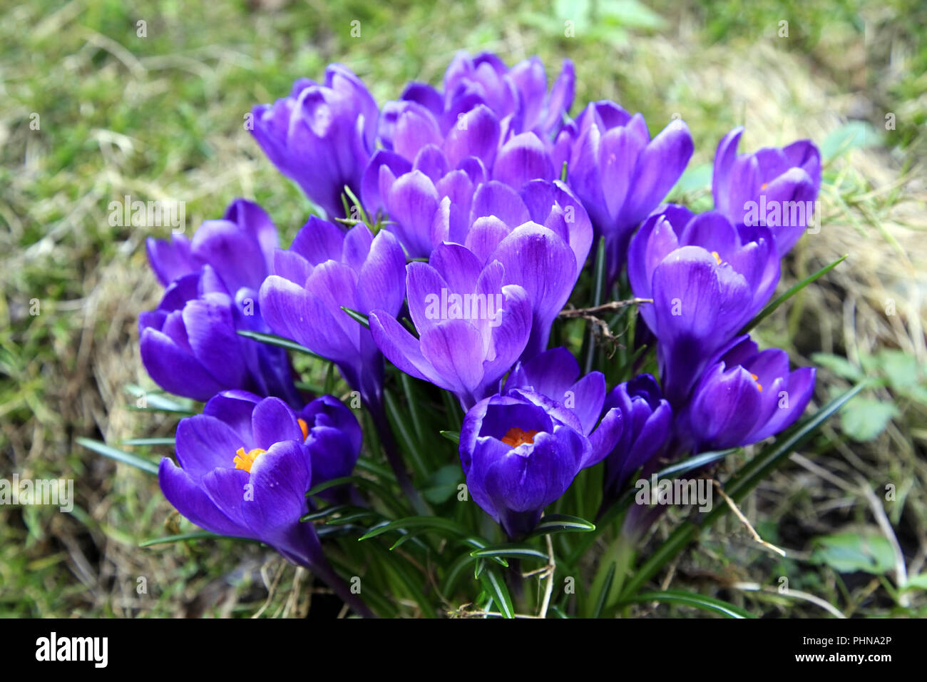 Purple row hi-res stock photography and images - Alamy