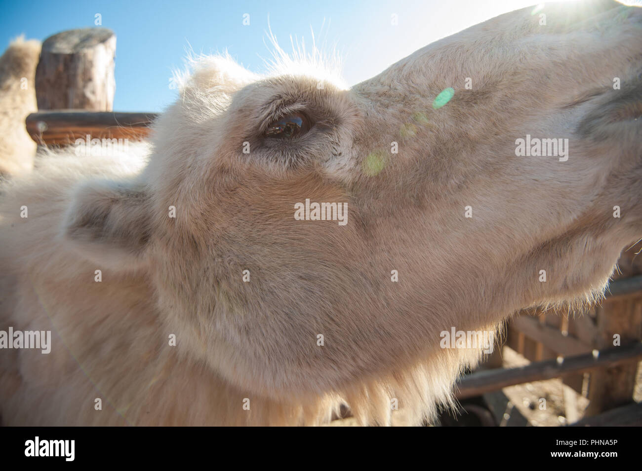 Closeup portrait of the white camel Stock Photo - Alamy