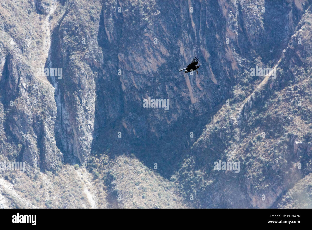 Condor flying in Peru Stock Photo - Alamy