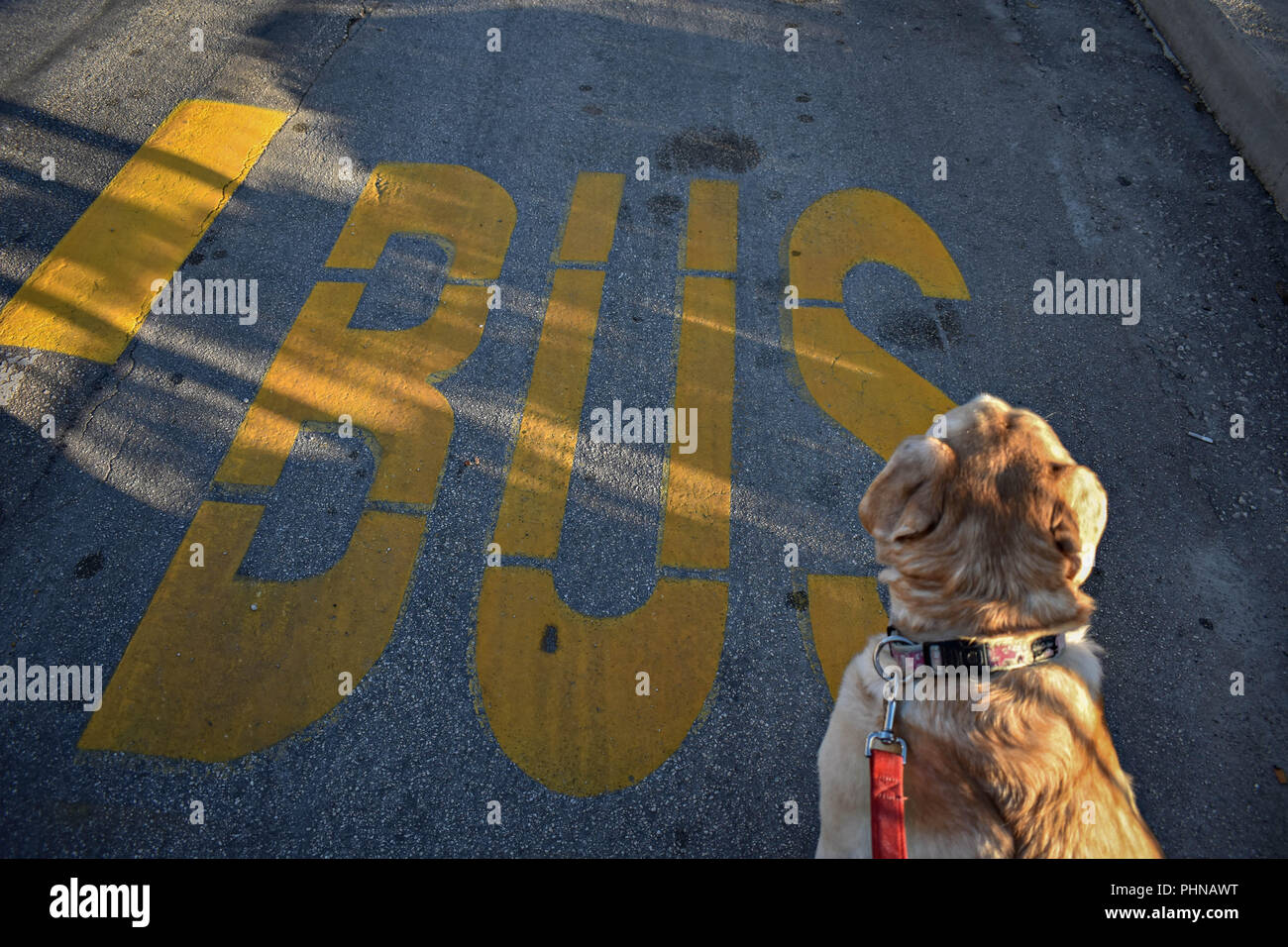 Dog Bus High Resolution Stock Photography and Images - Alamy