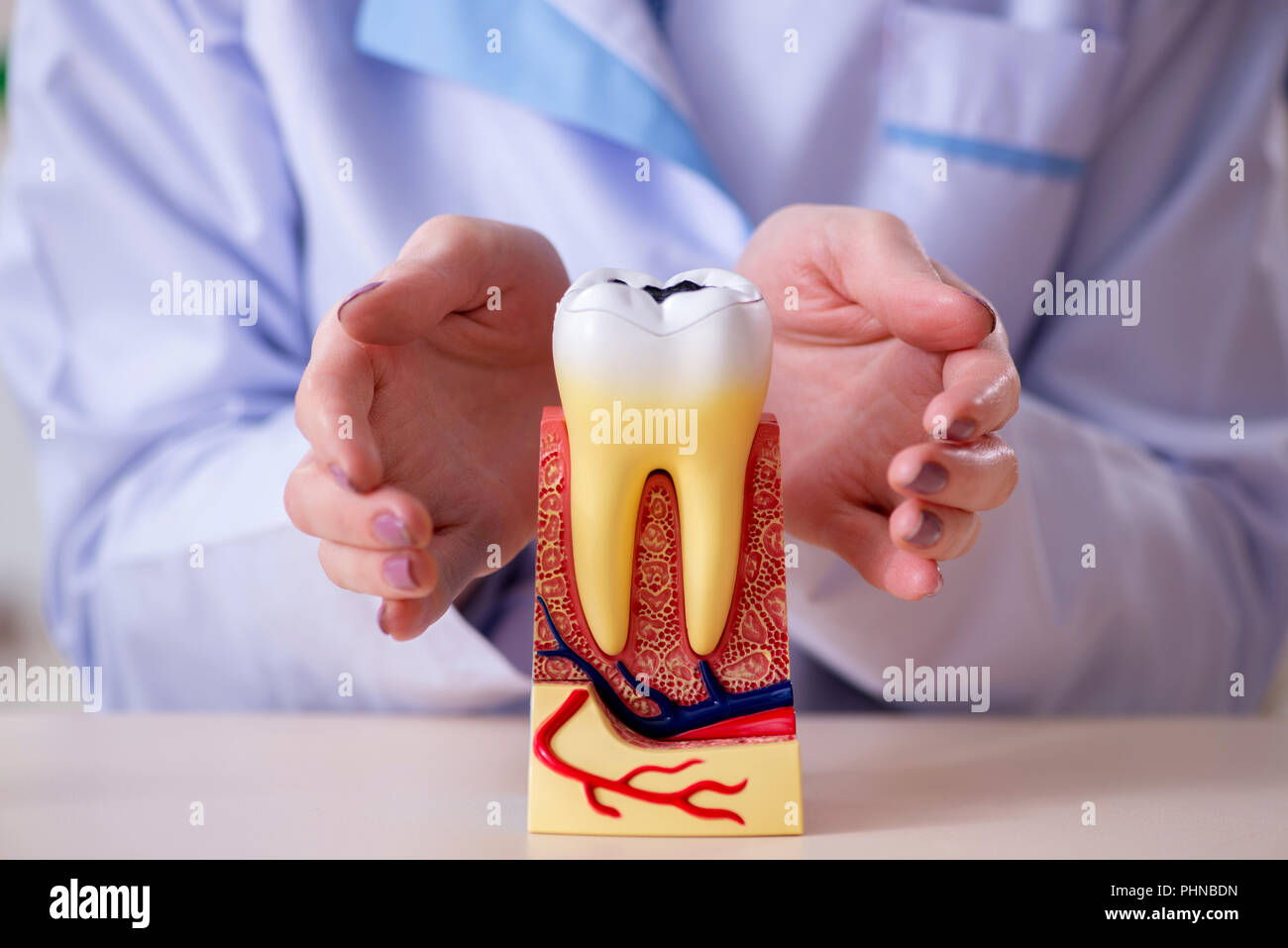 Dentist practicing work on tooth model Stock Photo - Alamy
