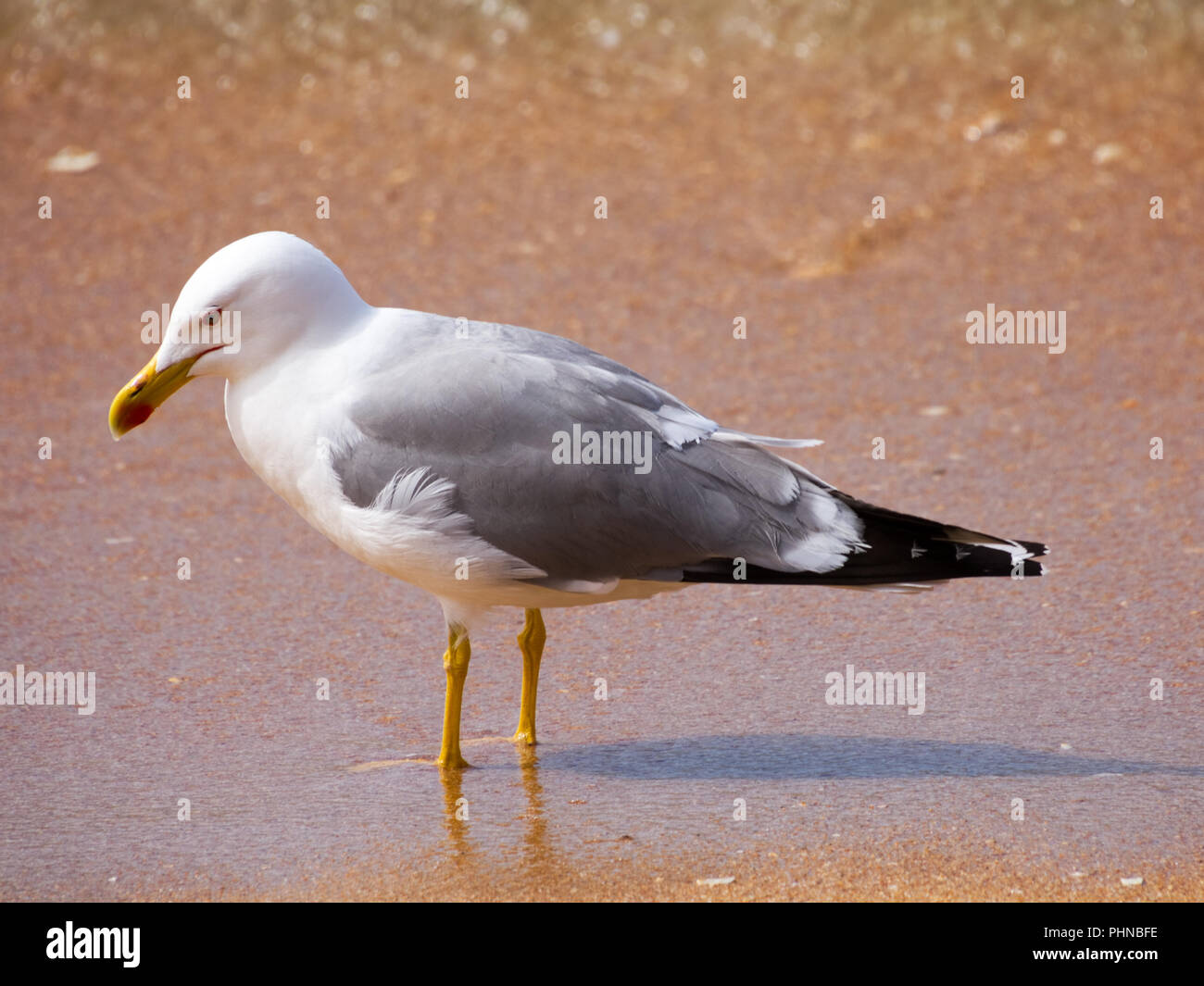 Bids and wildlife hi-res stock photography and images - Alamy