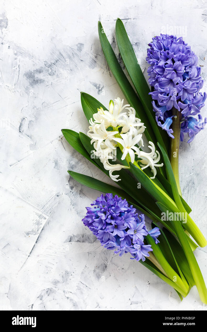 Spring hyacinths hi-res stock photography and images - Alamy