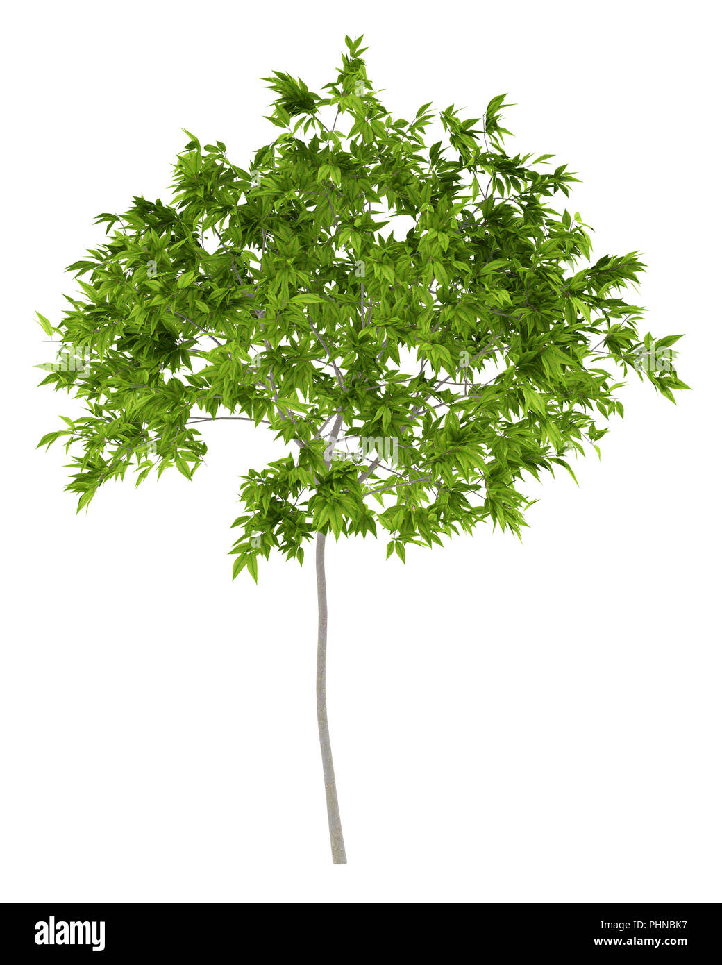 cherry tree isolated on white background Stock Photo - Alamy