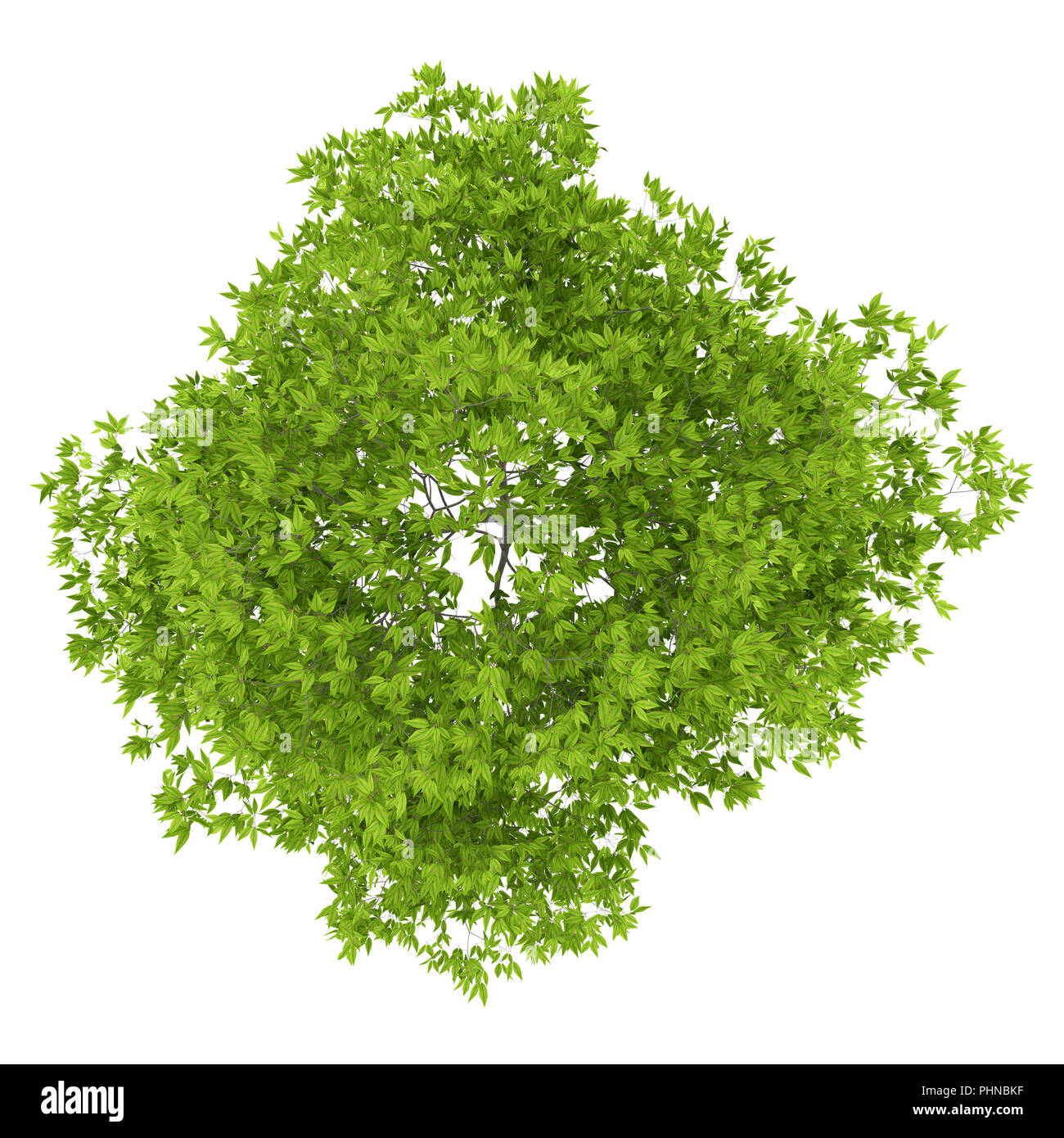 top view of cherry tree isolated on white background Stock Photo - Alamy