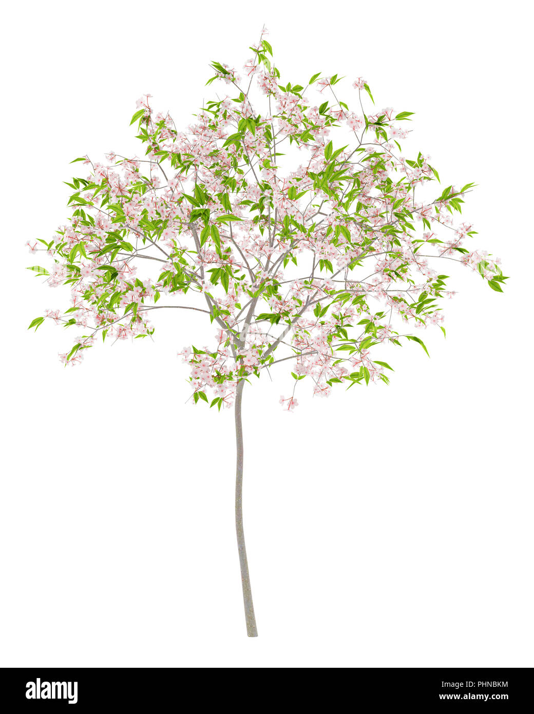 flowering cherry tree isolated on white background Stock Photo - Alamy