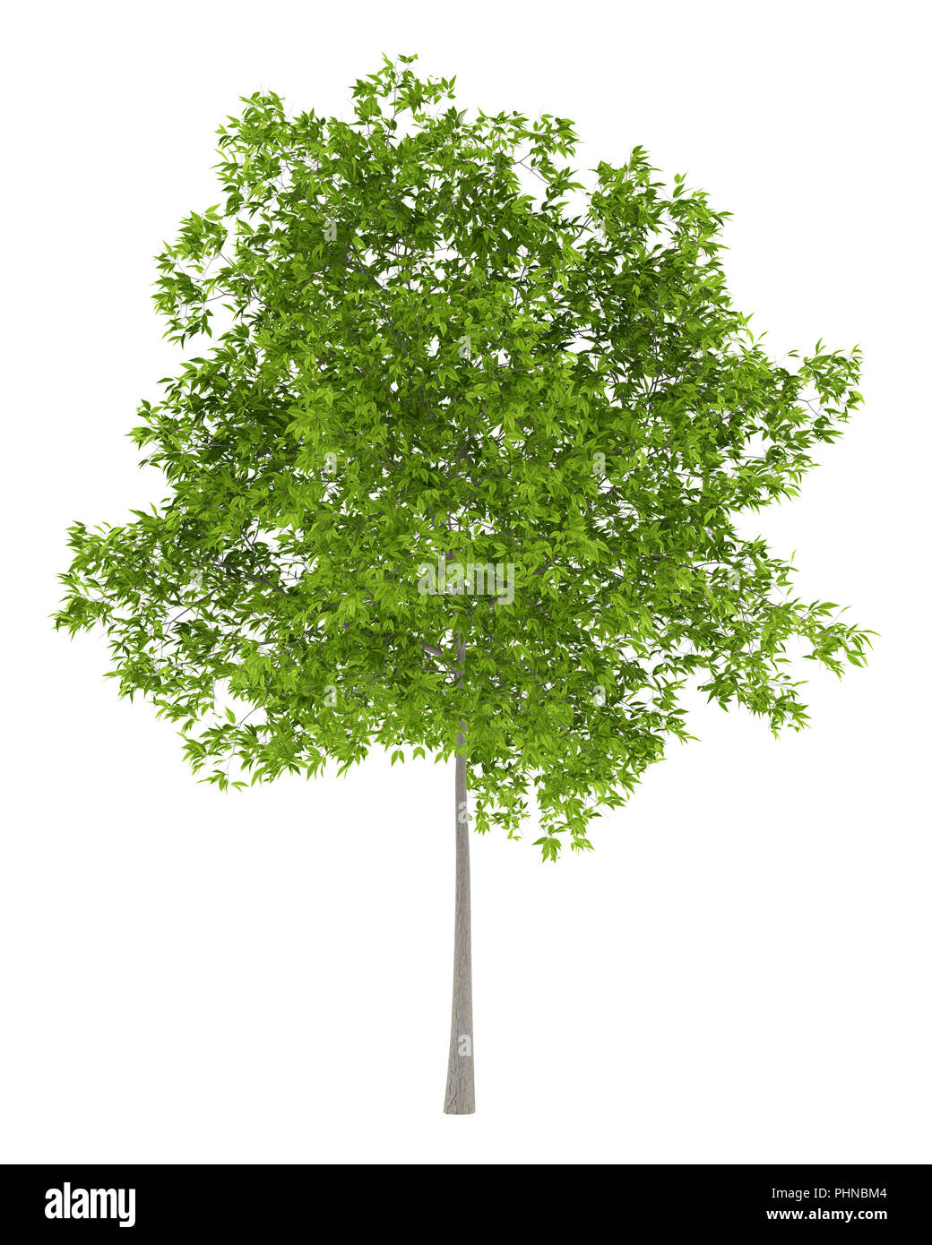 cherry tree isolated on white background Stock Photo - Alamy