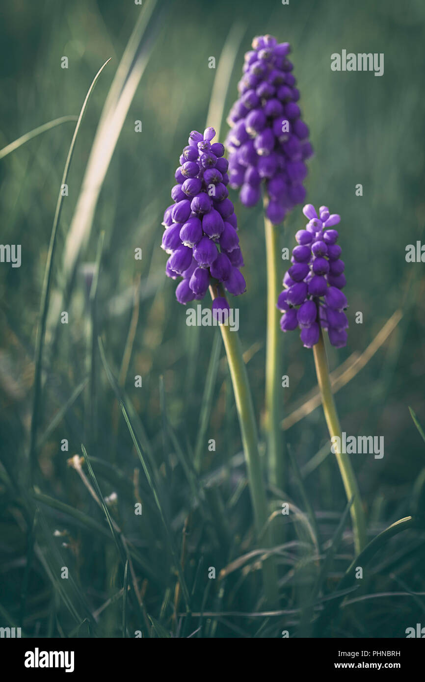 Purple grape hi-res stock photography and images - Alamy