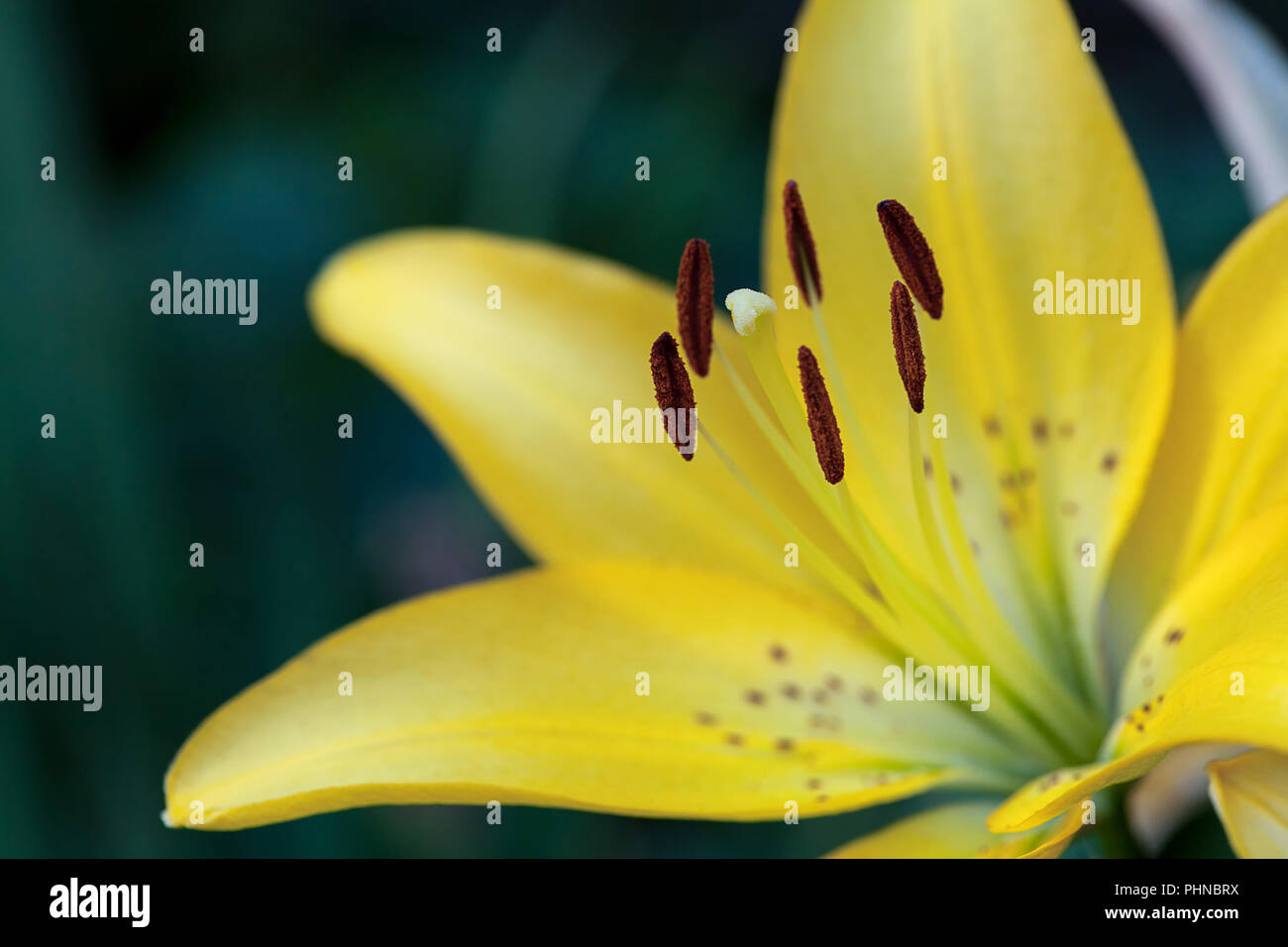 Blossom yellow lily hi-res stock photography and images - Alamy