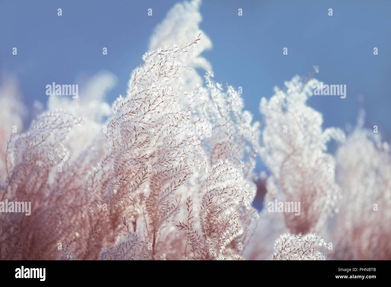 Cotton like plant hi-res stock photography and images - Alamy