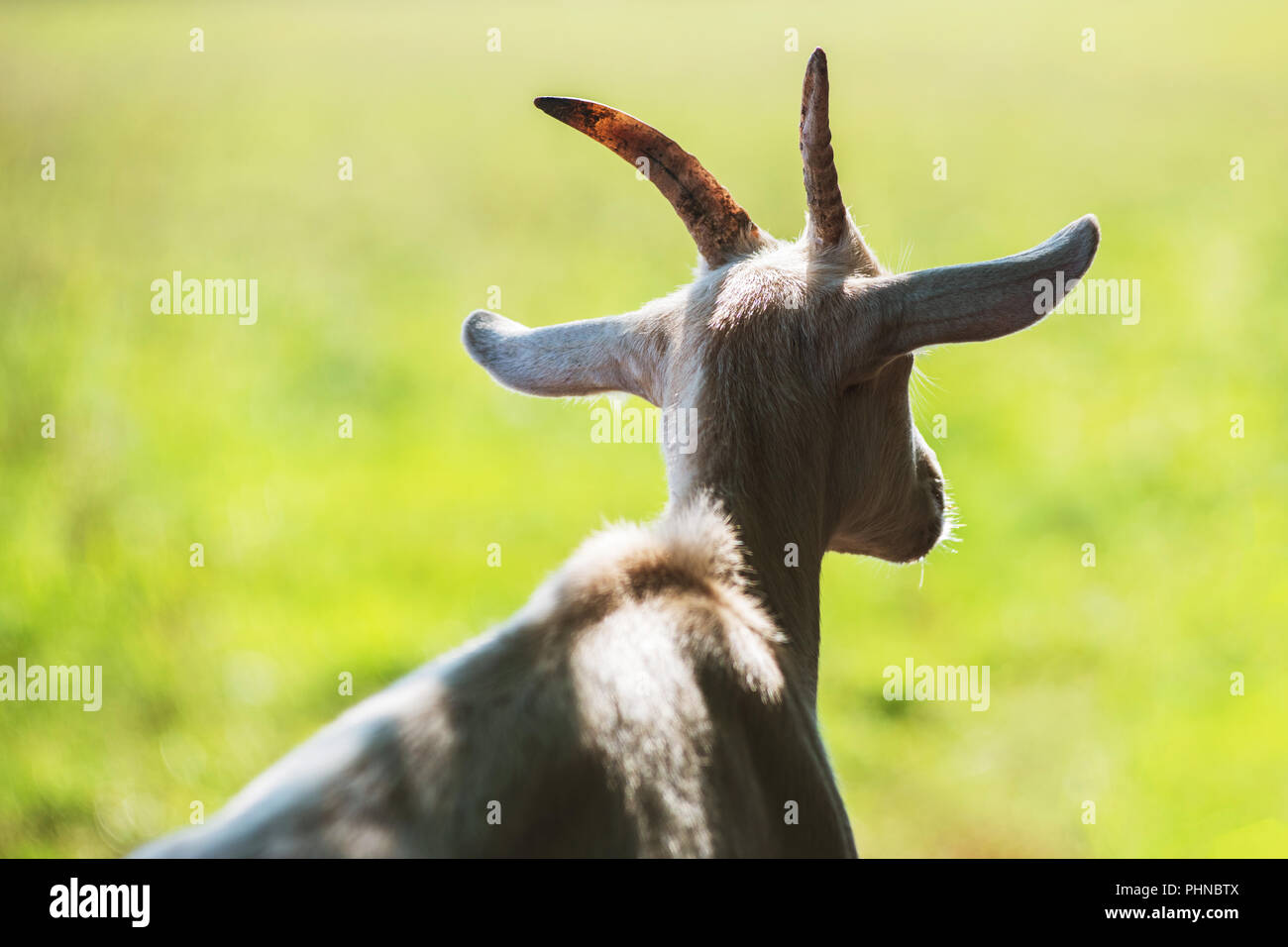 goat portrait closeup Stock Photo - Alamy