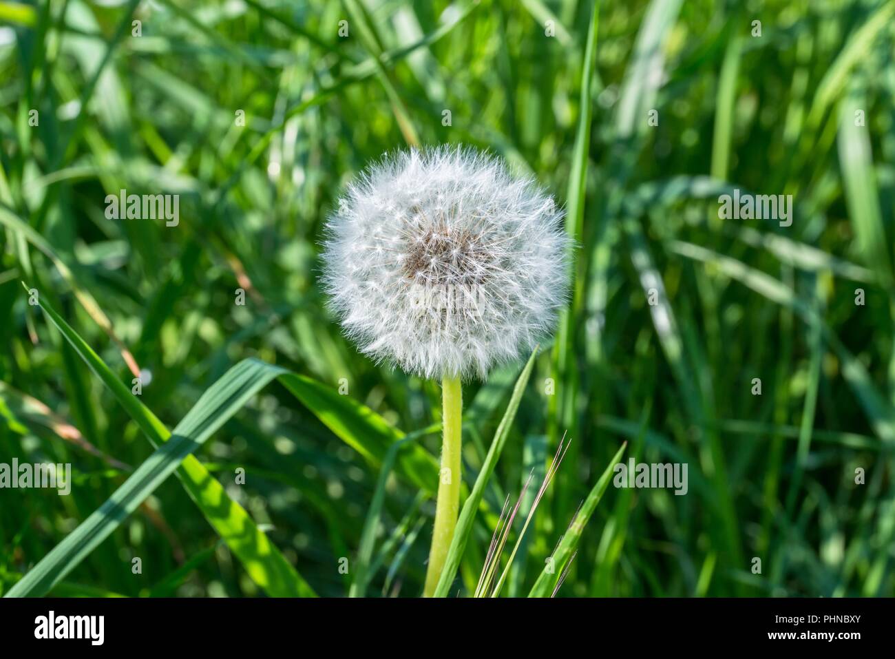 Closeup of a withered dandelion blossom hi-res stock photography and ...
