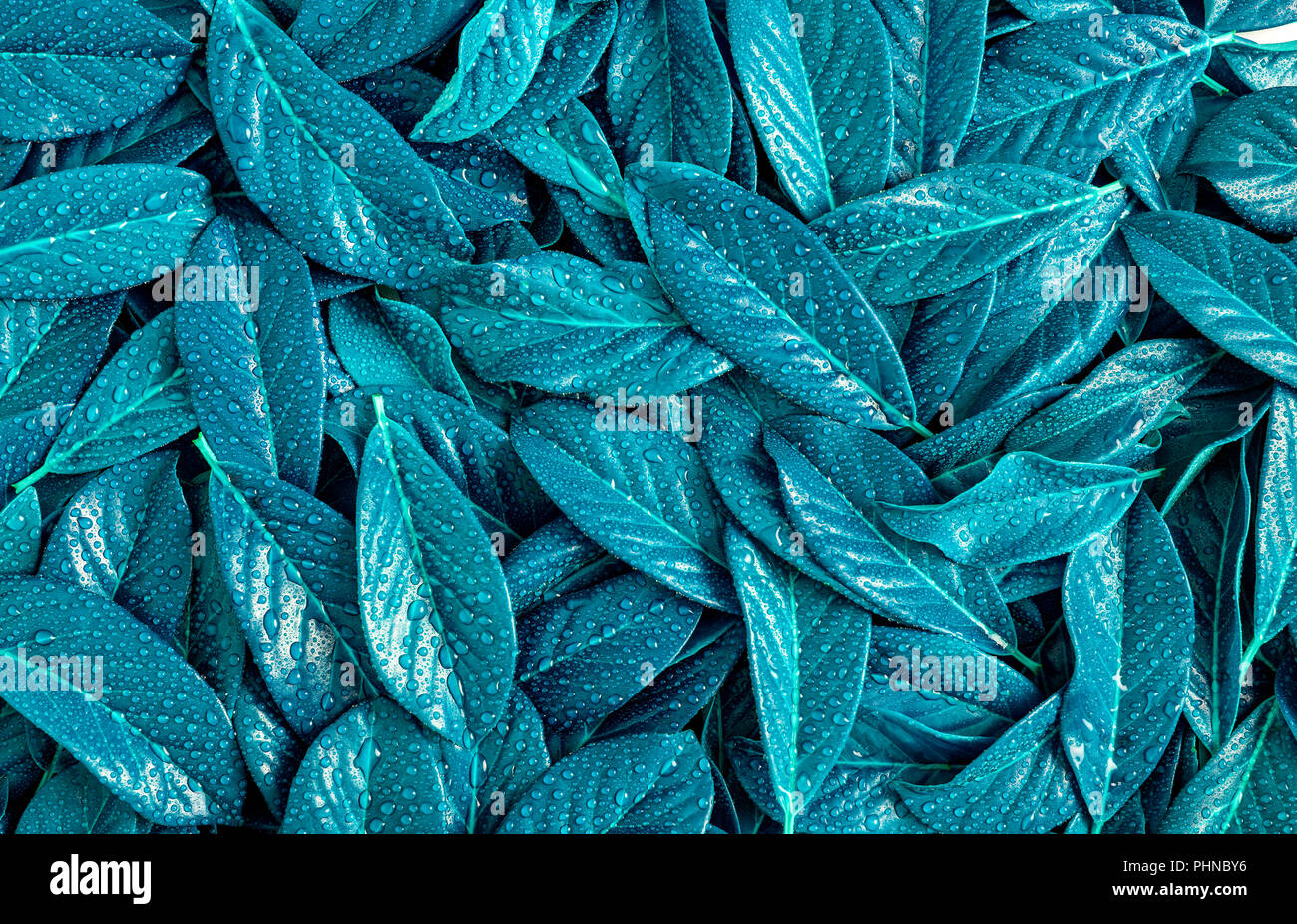 Composition of leaves of blue color. Water droplets are visible ...