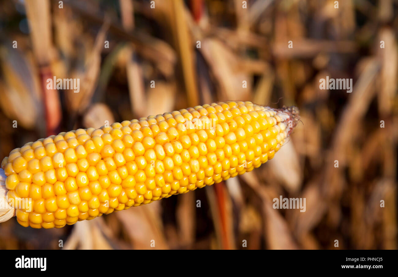 Mature cob hi-res stock photography and images - Alamy