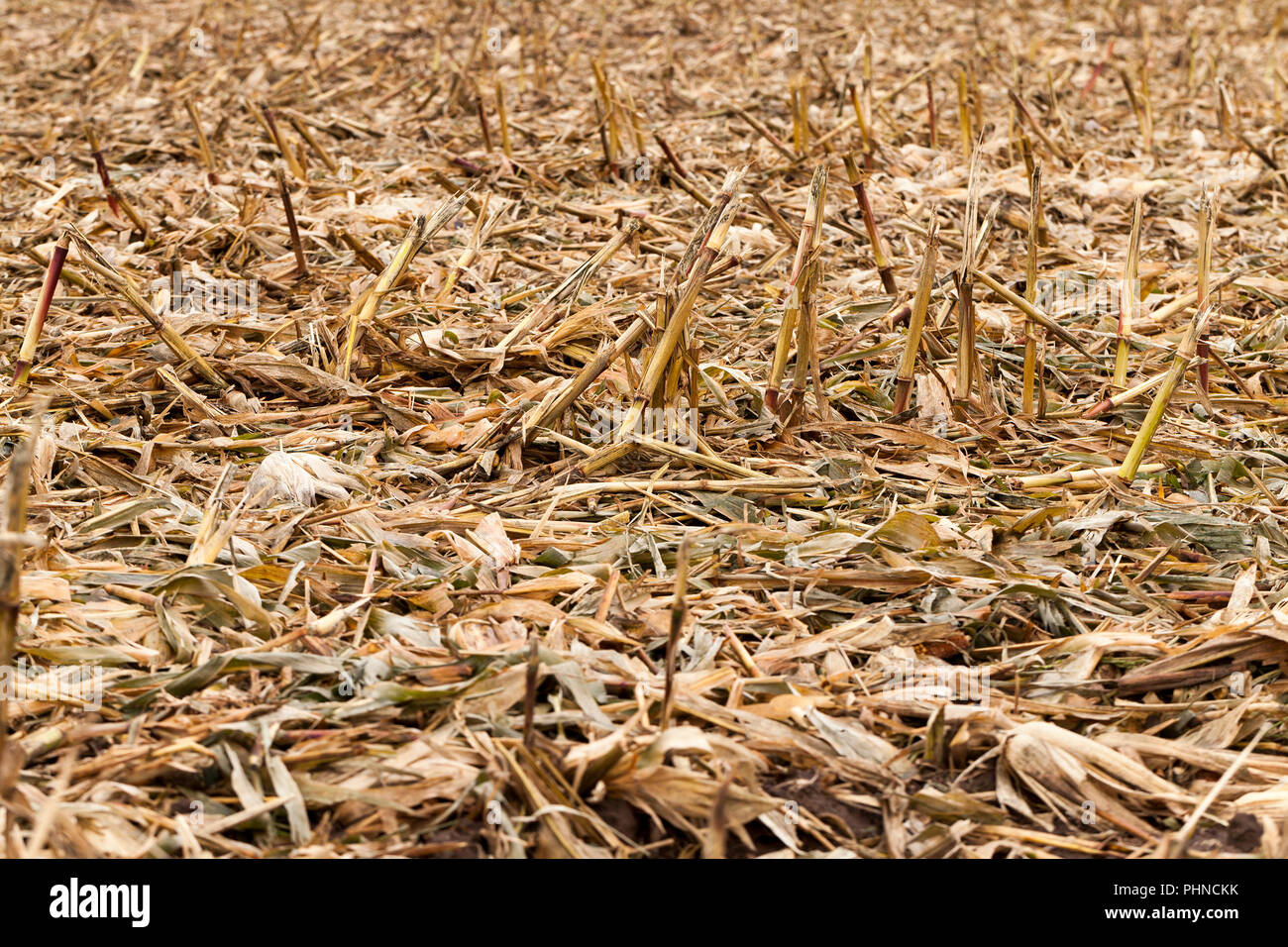 agricultural field where maize crop gathered. On the ground, left lying ...