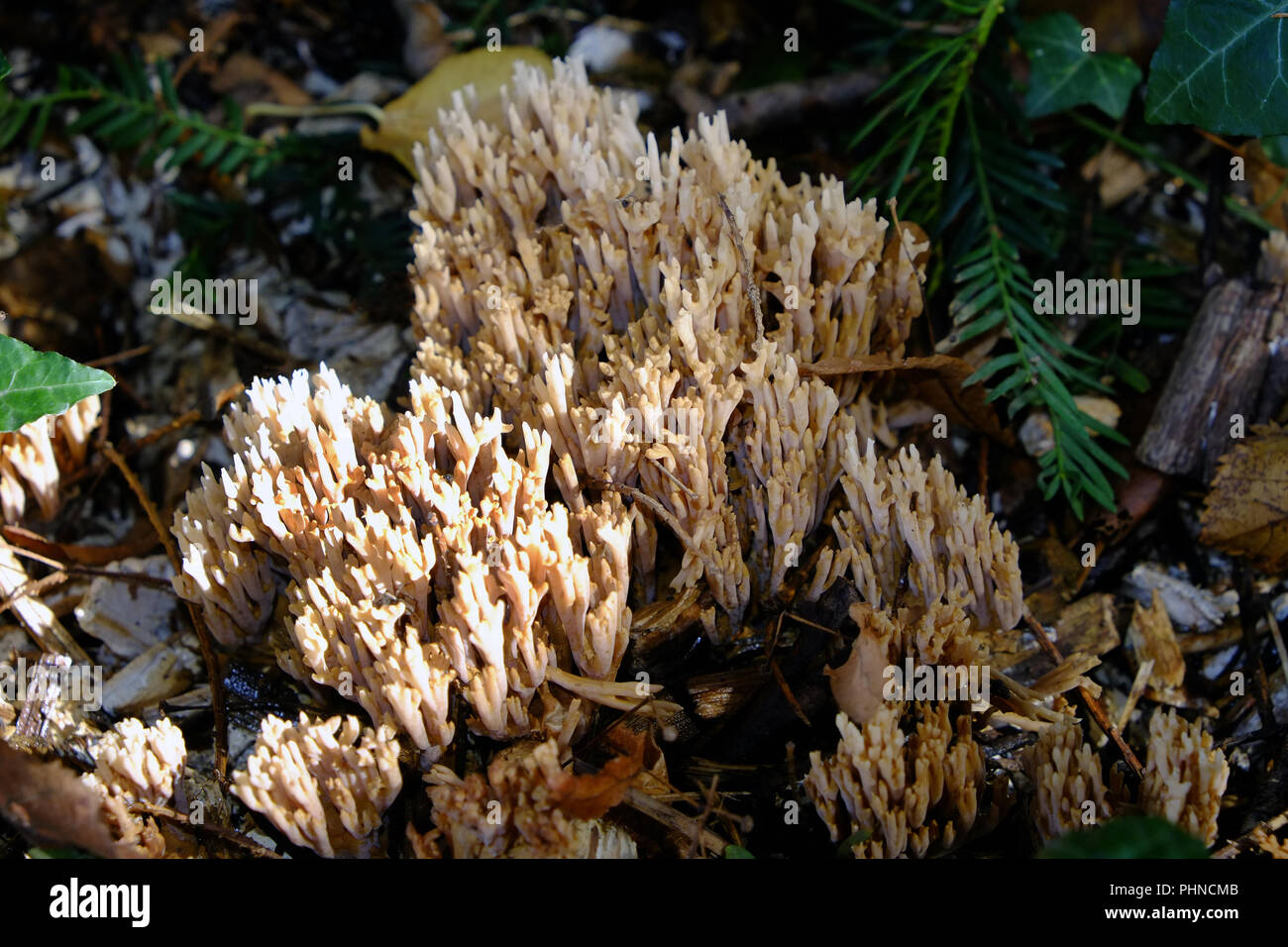 Coral mushroom, goats beard Stock Photo - Alamy