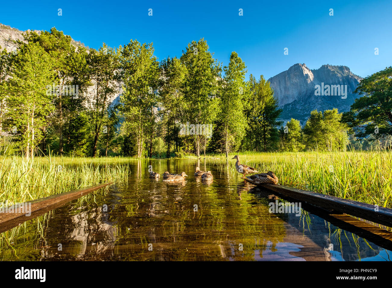 Meadow with flooded boardwalk in Yosemite Stock Photo - Alamy