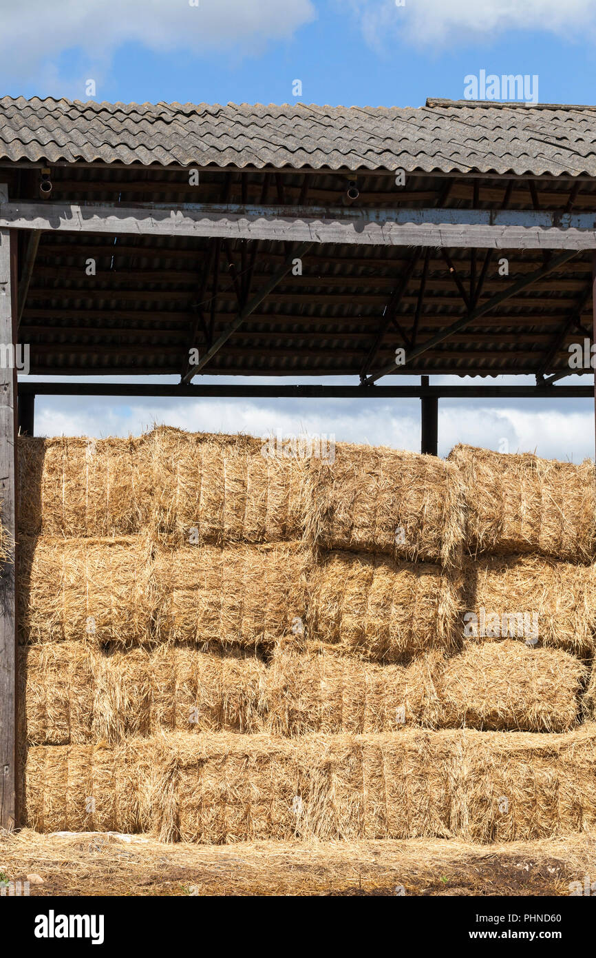 Straw stacks stacked in a large high pile in the hayloft for storage of ...