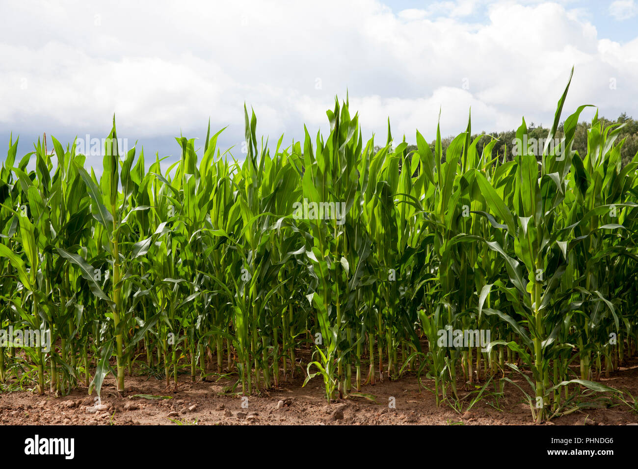 field with green corn growing in rows, closeup in agricultural ...