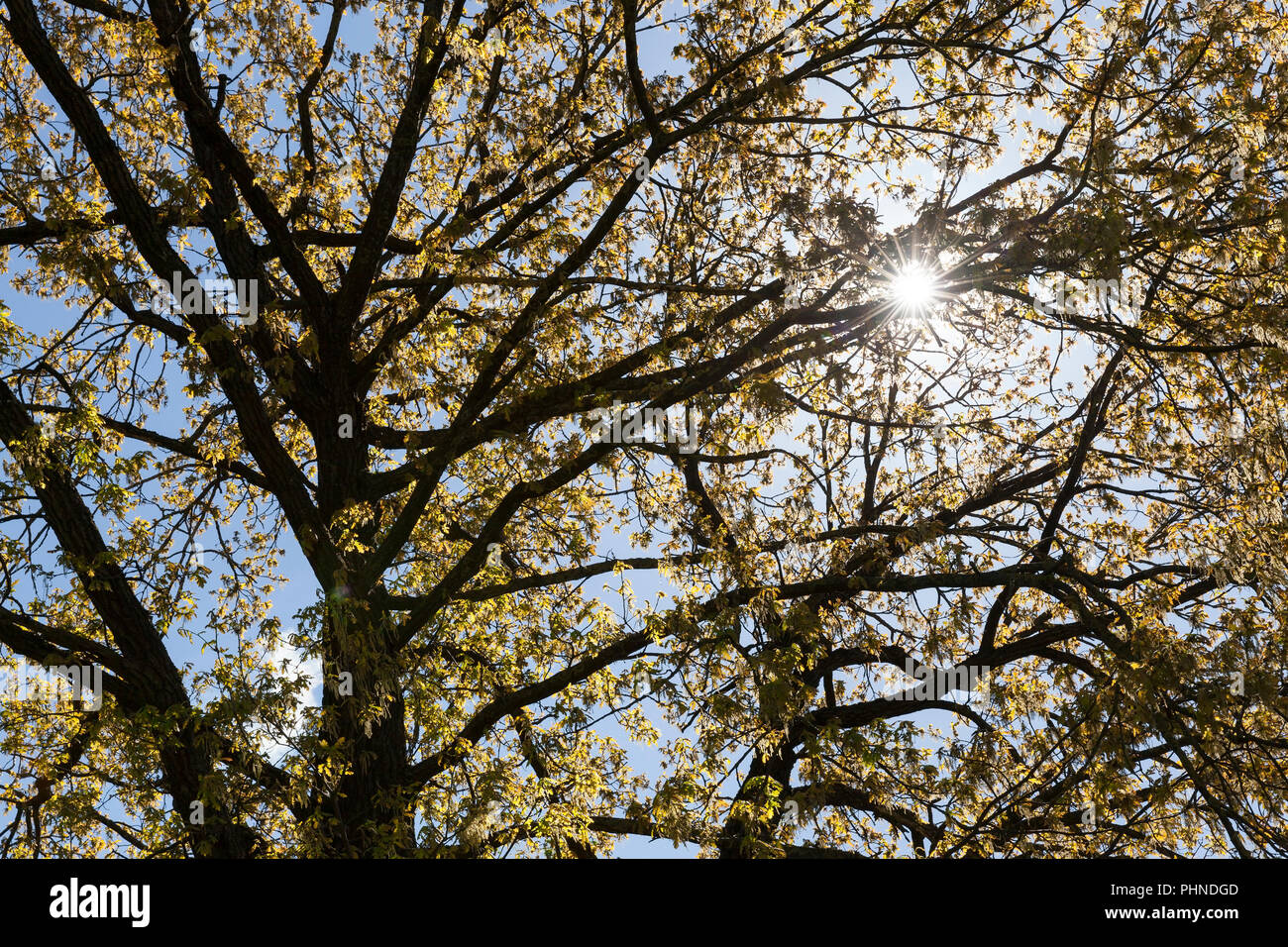 crown of oak with young leaves that began to grow in spring, closeup ...