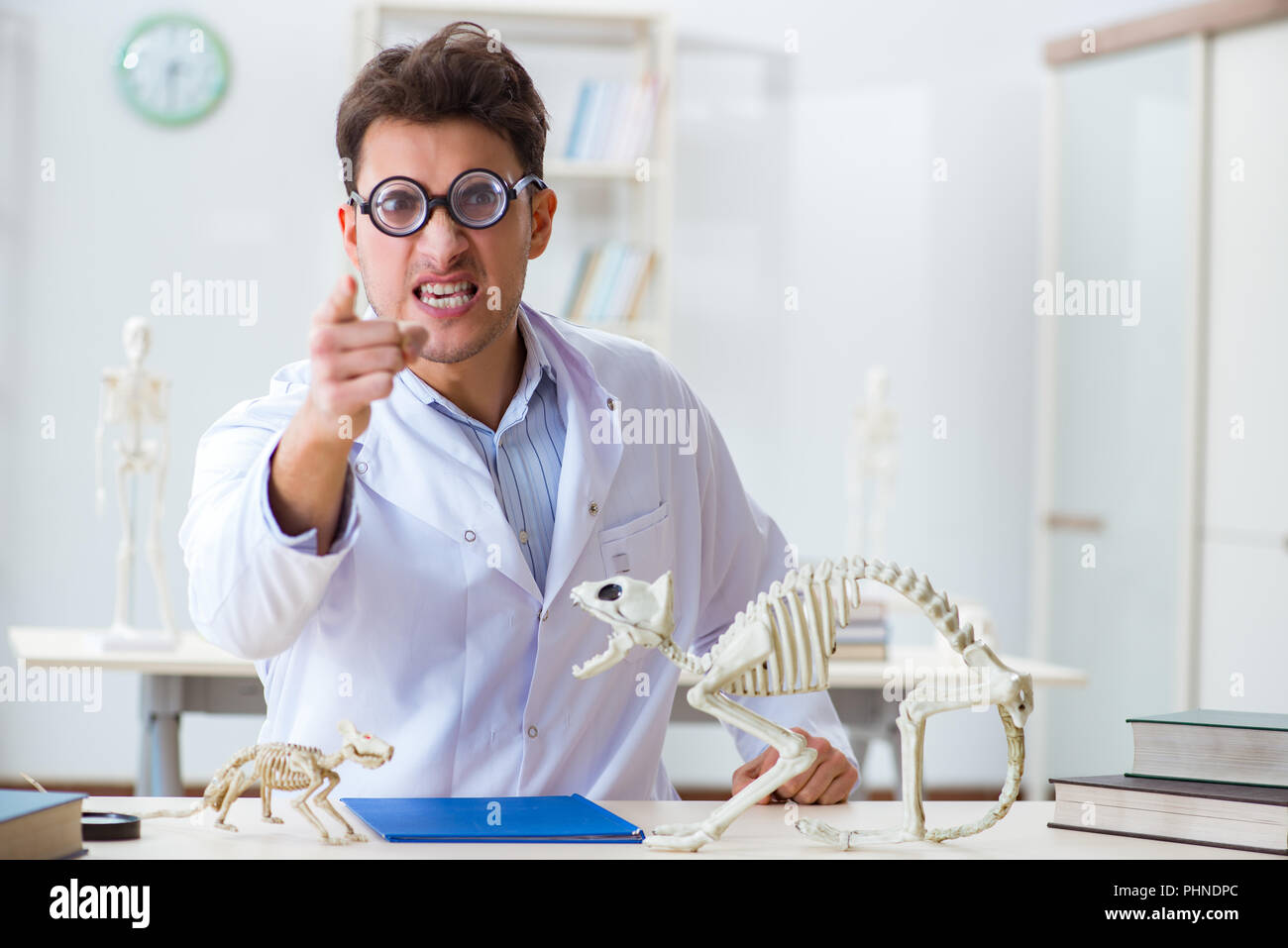 Funny crazy student doctor studying animal skeleton Stock Photo - Alamy