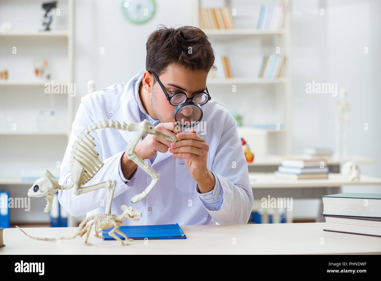 Funny crazy student doctor studying animal skeleton Stock Photo - Alamy